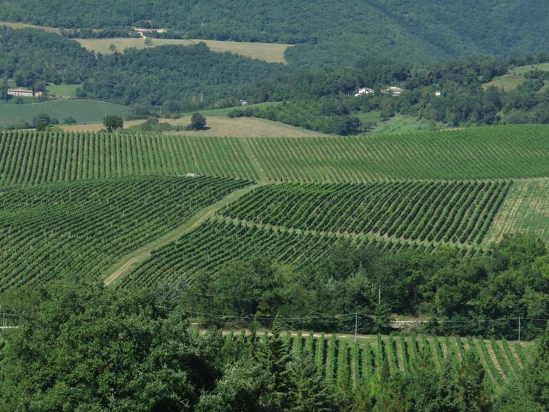 Marche – Wines of Kings
